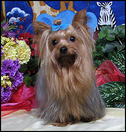 Index of /customergraphics/yorkshire/