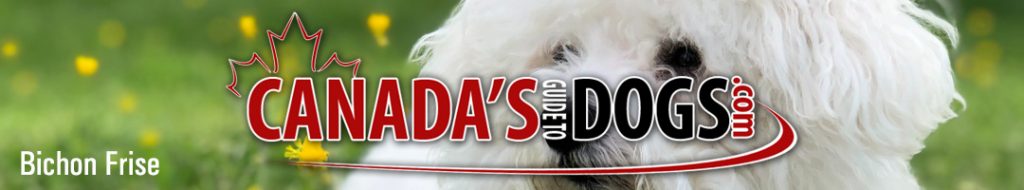 Bichon Frise Rescue - Bichon Fise - Canada's Guide to Dogs