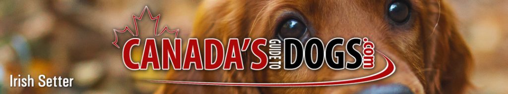 Irish Setter Clubs - Canada's Guide to Dogs