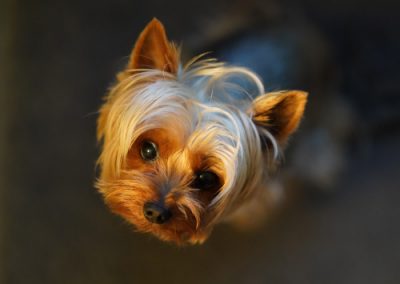 Yorkshire Terrier - Canada's Guide to Dogs