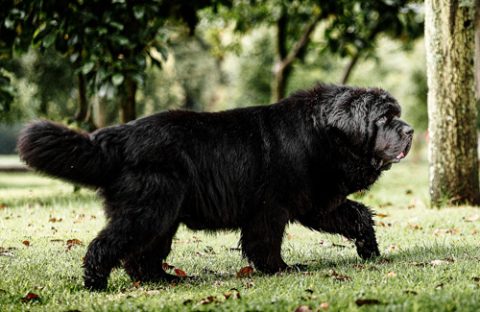 Newfoundland Dog - Newfoundland - Canada's Guide to Dogs